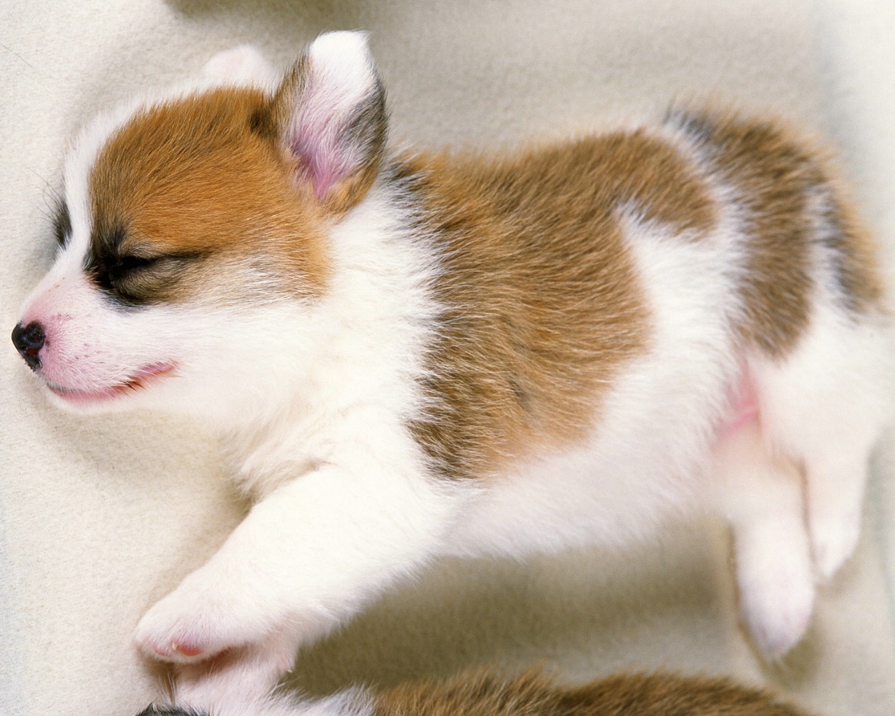 壁纸1280x1024狗狗宽屏桌面壁纸壁纸,狗狗宽屏桌面壁纸壁纸图片-动物壁纸-动物图片素材-桌面壁纸